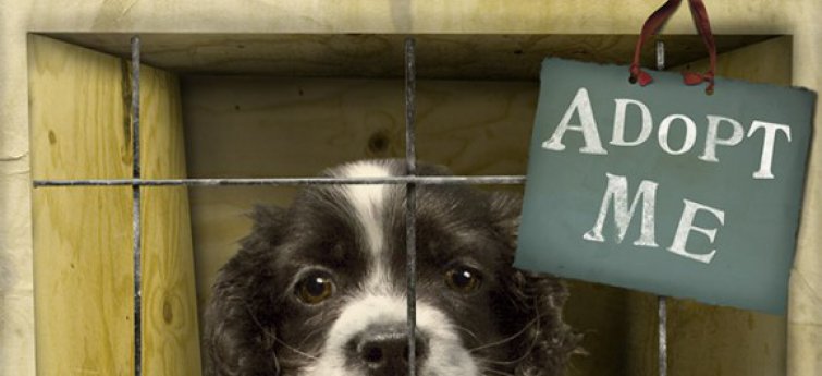 Een hond adopteren - Hondencentrum
