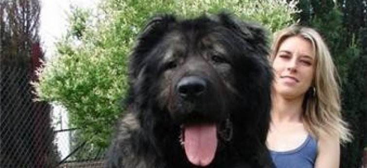 Grote Honden