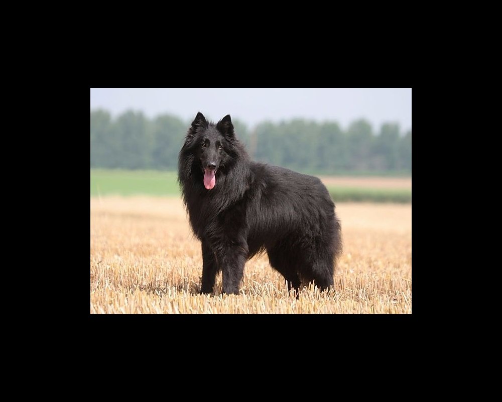 Groenendaeler: Alles over dit Belgische herdersras – Uiterlijk ...