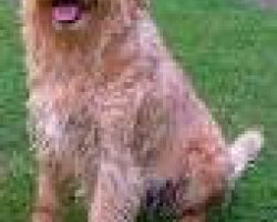 Hollandse smoushond - Smous - Hondencentrum