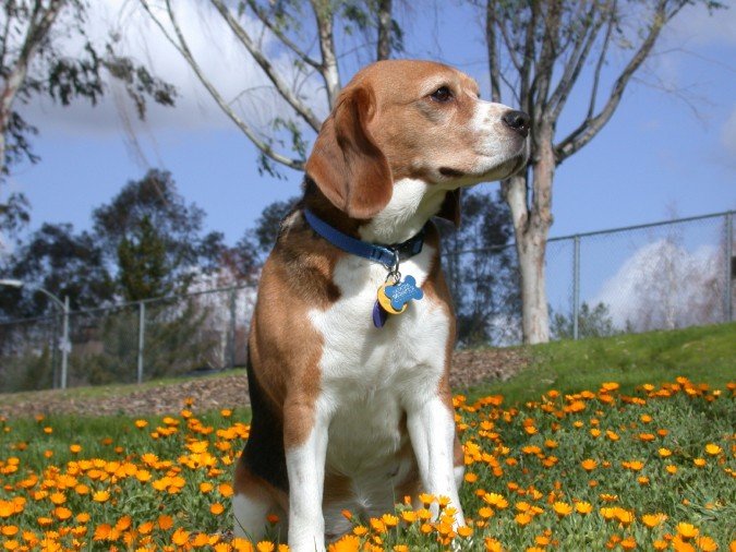 Beagle: karakter, verzorging, training en erfelijke ziektes - Hondencentrum