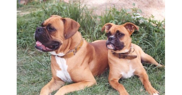 Boxer - Informatie, Karakter, Verzorging en Training - Hondencentrum