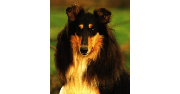 Schotse Herdershond (Collie) - Geschiedenis, Karakter, Verzorging ...