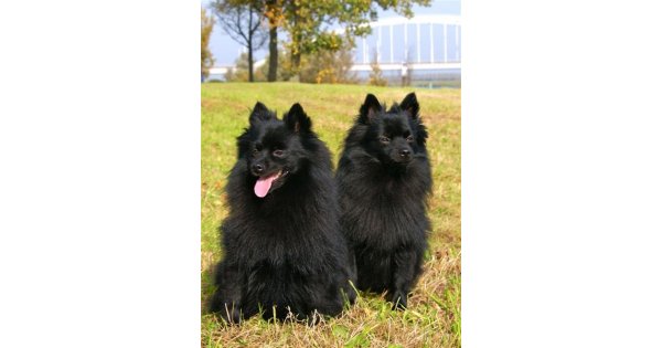 Duitse Spitz - Hondencentrum