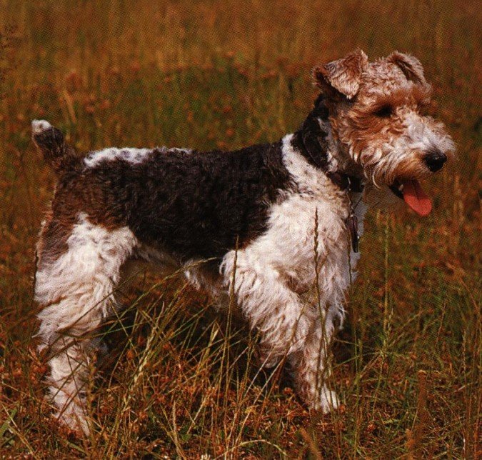 Foxterriër: karakter, verzorging & training van dit energieke ras ...