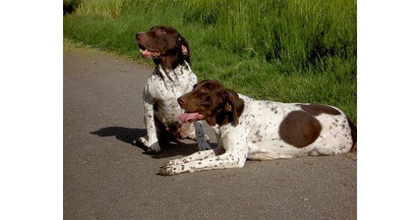 Gammel Dansk Hønsehund - Hondencentrum