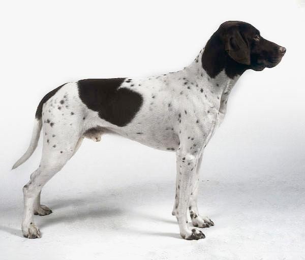 Gammel Dansk Hønsehund - Hondencentrum