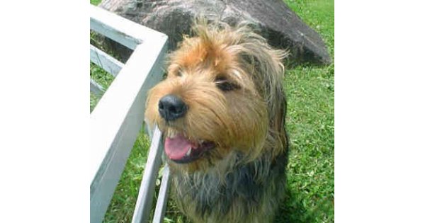 Griffon nivernais - Hondencentrum