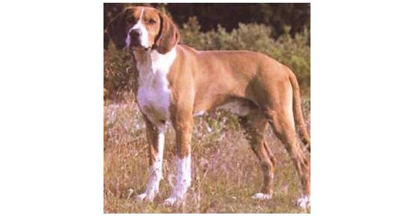 Hygenhund - Hondencentrum
