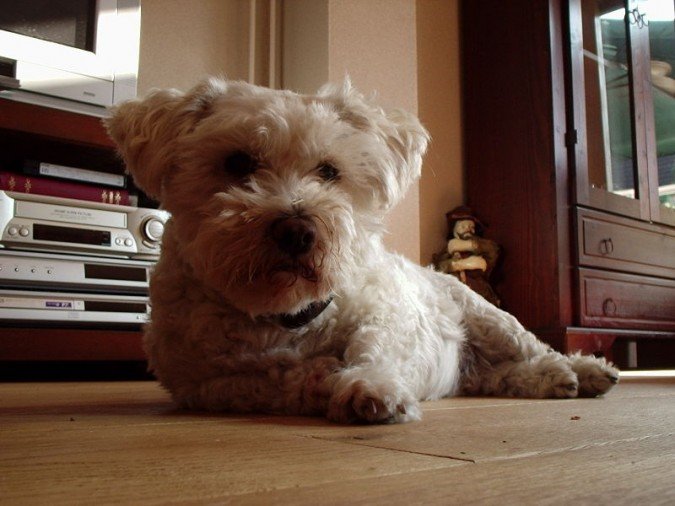 Alles over de Maltezer: Karakter, Verzorging, Training & Gezondheid ...