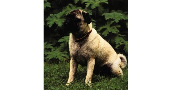 Alles over de mopshond: geschiedenis, uiterlijk, verzorging en beweging ...