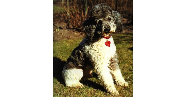 Poedel: Alles over het Ras, Verzorging & Gezondheid - Hondencentrum