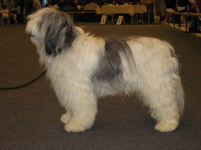 Poolse laaglandherder - Polski owczarek nizinny - Hondencentrum