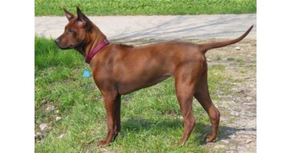 Thai ridgebackdog - Hondencentrum