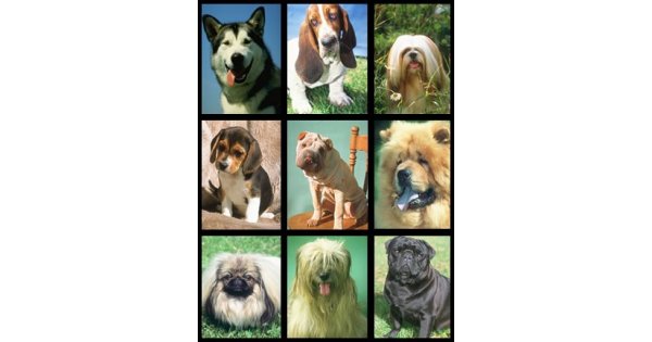 Verschillende hondenrassen - Hondencentrum