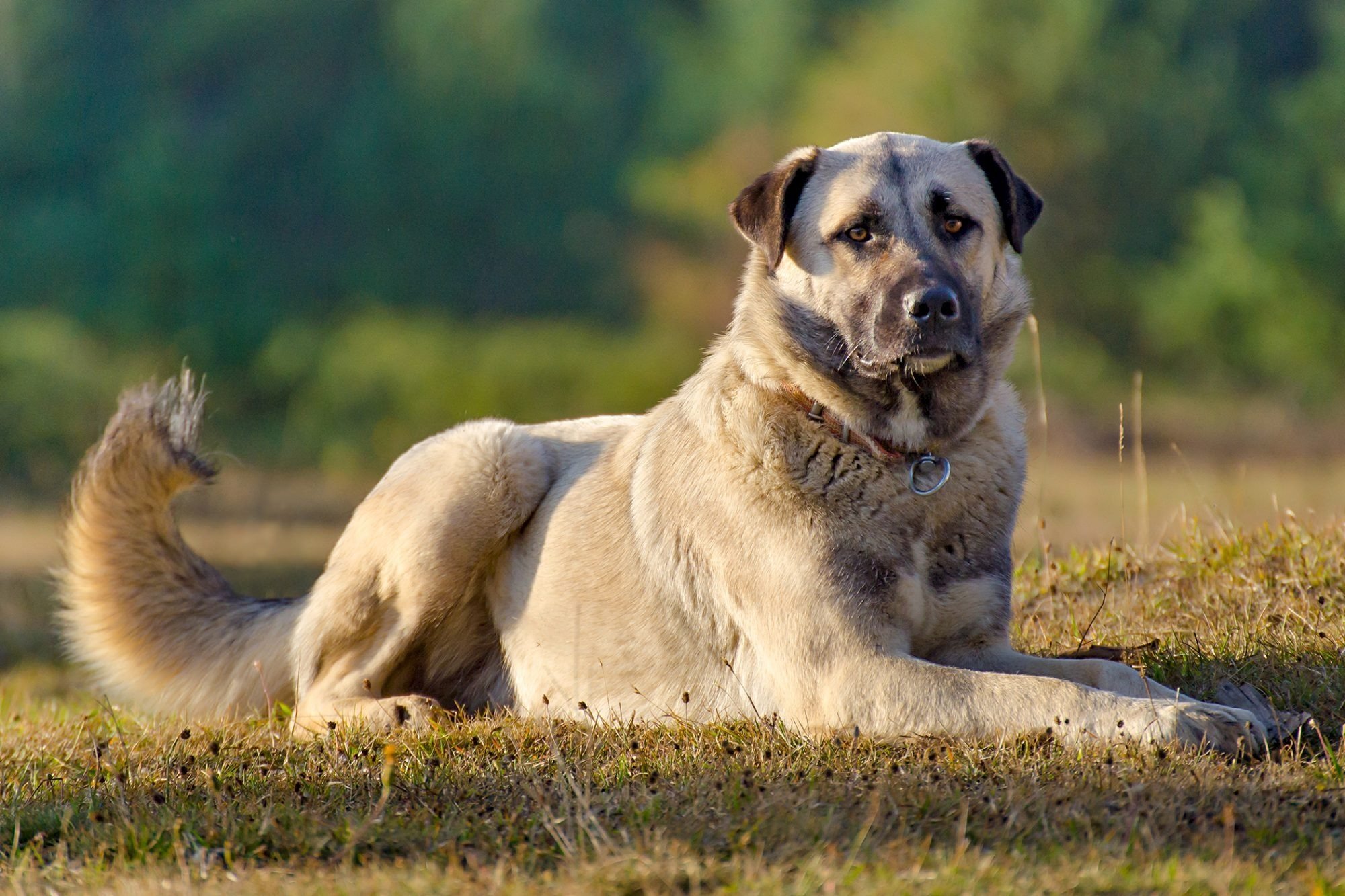 Anatolische herder - Eigenschappen, verzorging en meer - Hondencentrum