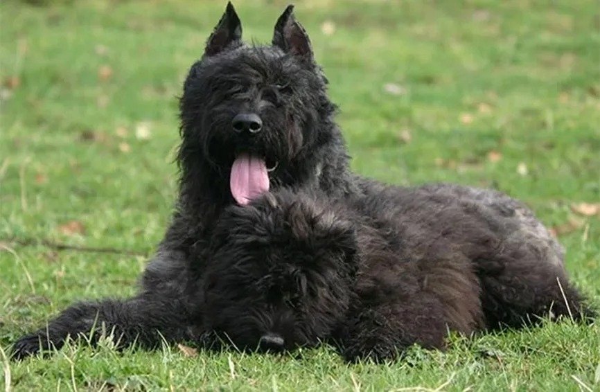 Bouvier des Flandres - Geschiedenis, karakter, verzorging & weetjes ...