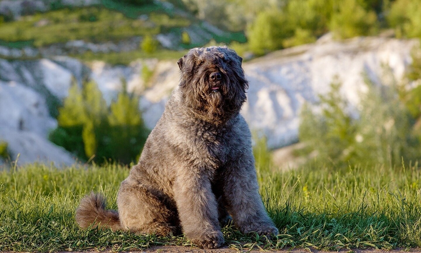 Bouvier des Flandres - Geschiedenis, karakter, verzorging & weetjes ...