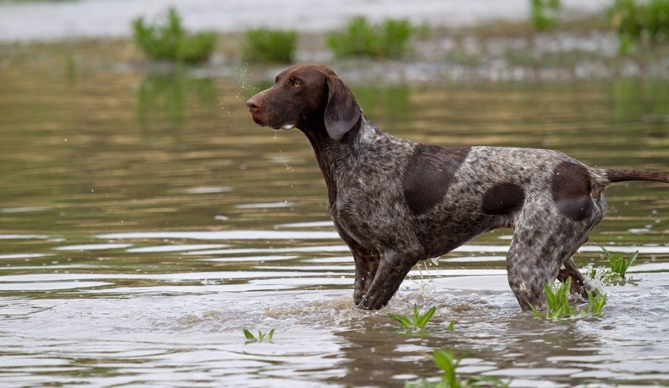 Duitse staande hond korthaar: eigenschappen, verzorging en tips - Hondencentrum