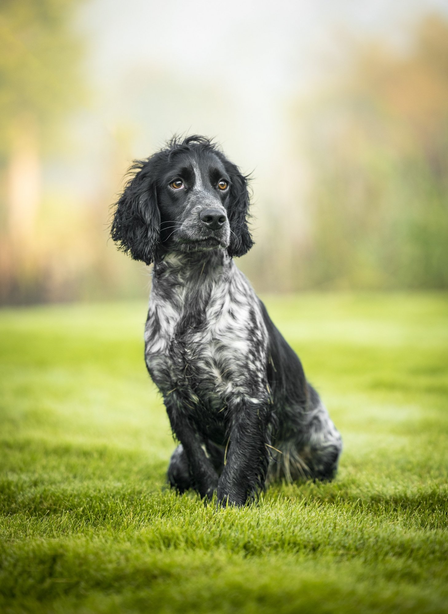 Engelse Cocker Spaniel: Compleet Rasprofiel & Verzorgingstips ...