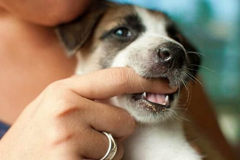 Hoe leer je je hond om niet te bijten? - Hondencentrum