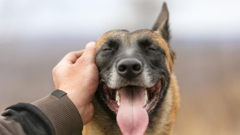 Beste plekken om een hond te aaien: tips voor puppy's en volwassen ...