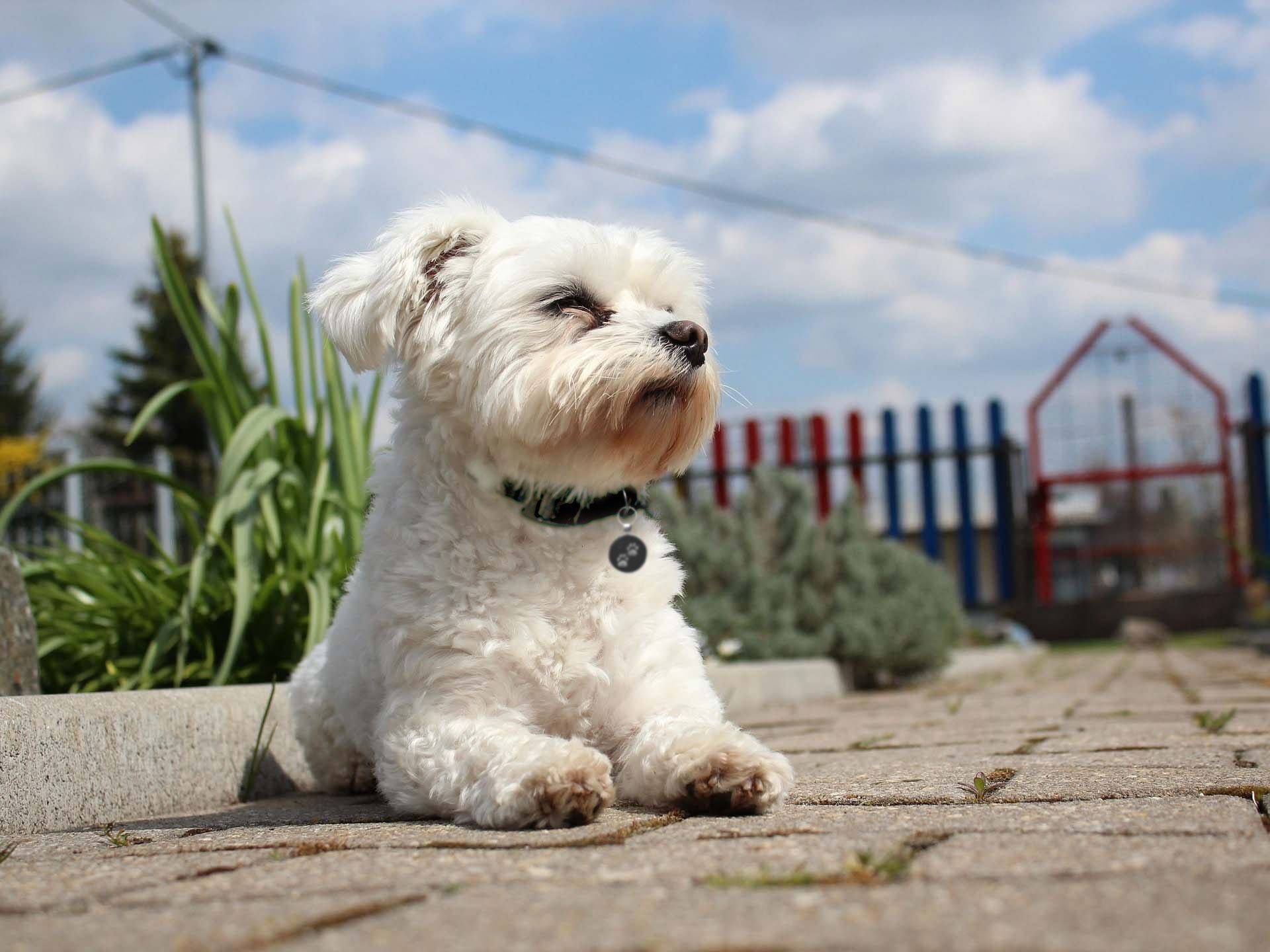 Alles over de Maltezer: Karakter, Verzorging, Training & Gezondheid ...