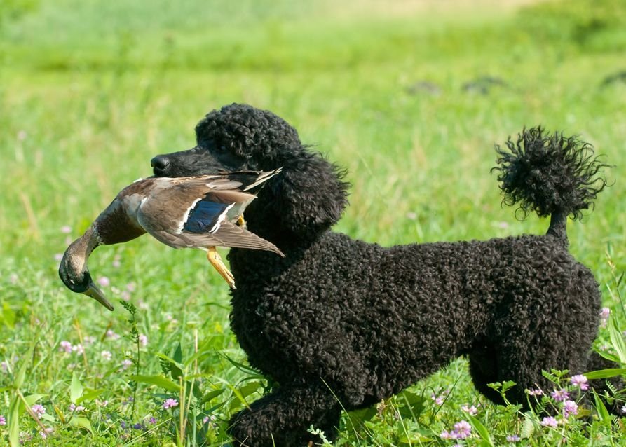 Poedel: Alles over het Ras, Verzorging & Gezondheid - Hondencentrum