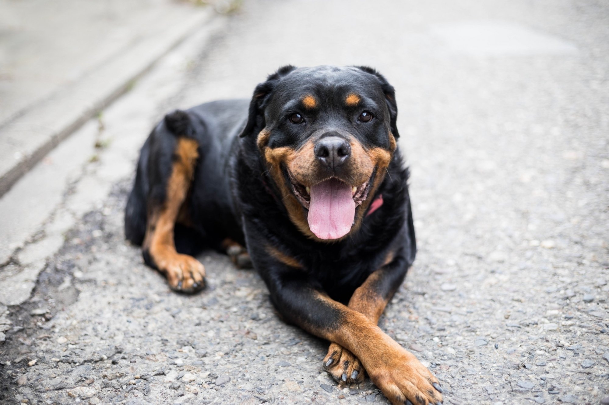 Rottweiler - Eigenschappen, Karakter en Verzorging - Hondencentrum