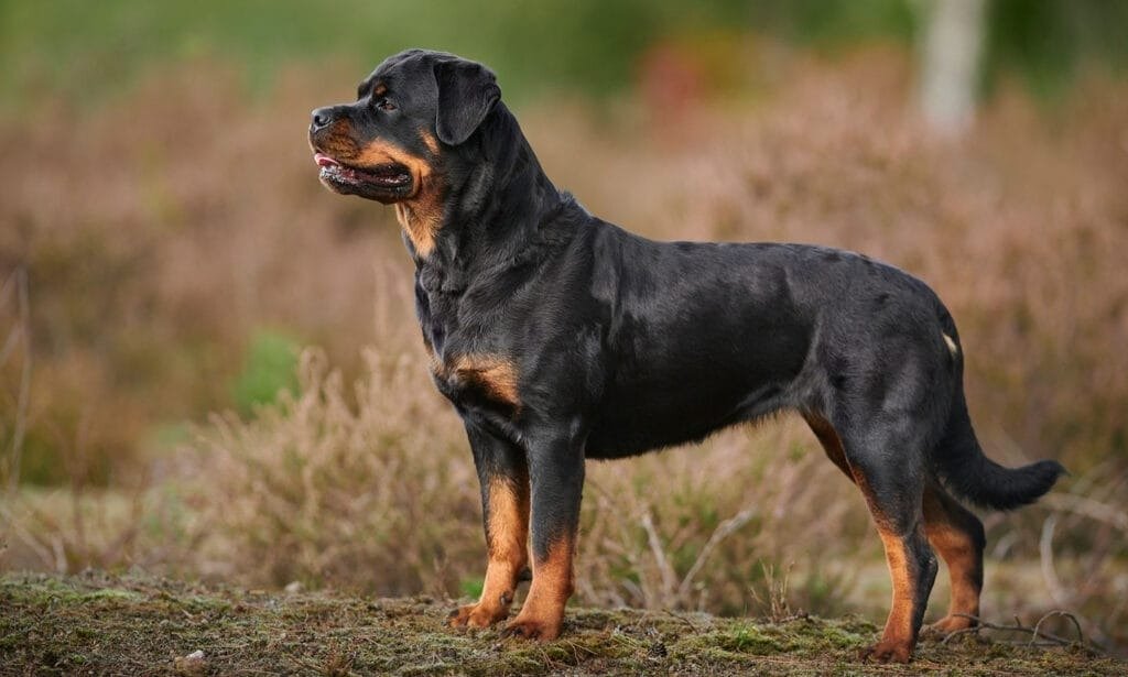 Rottweiler - Eigenschappen, Karakter en Verzorging - Hondencentrum