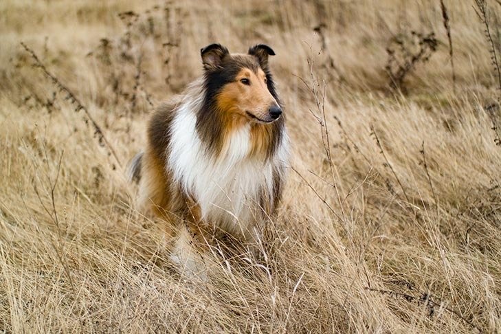 Schotse Herdershond (Collie) - Geschiedenis, Karakter, Verzorging ...