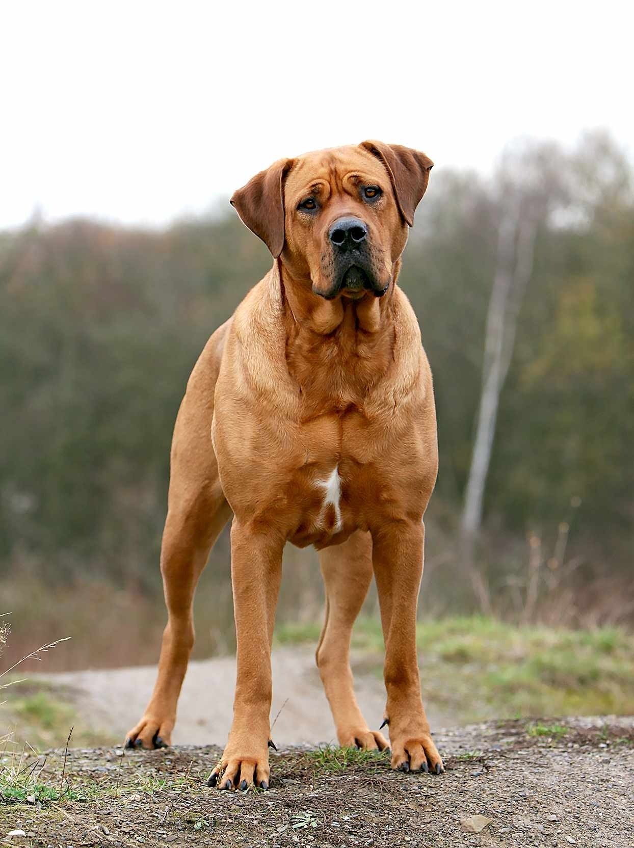 Alles over de Tosa-Inu: eigenschappen, opvoeding en tips - Hondencentrum