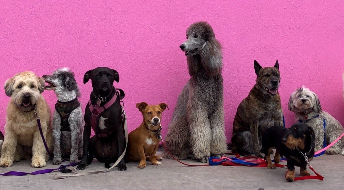 De perfecte hondennaam - Hondencentrum